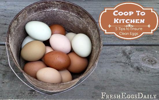 5 Tips to Ensure Clean Eggs - Grit